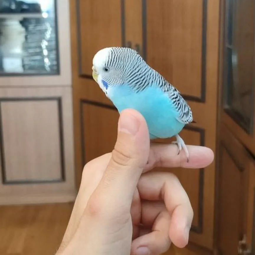Продам попугая с клеткой