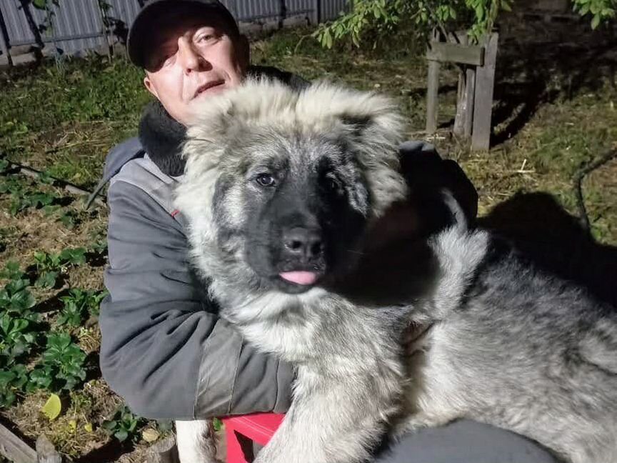 Домашние животные собаки