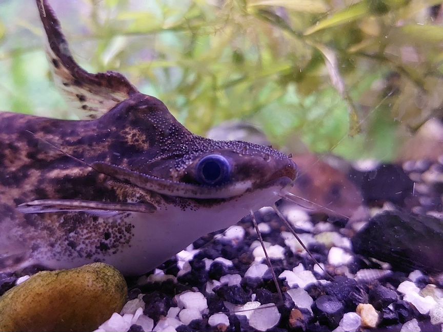 Сом Трахелиоптерус Фишера