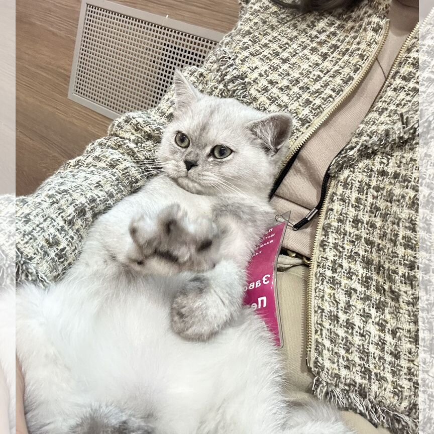 Шотландский прямоухий короткошёрстный котёнок