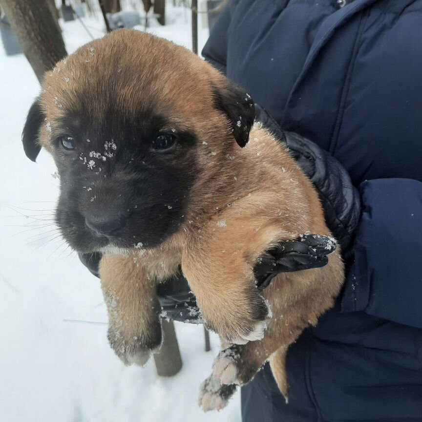 Щенок в добрые руки