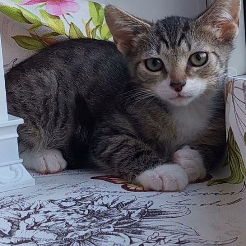 Котенок мальчик