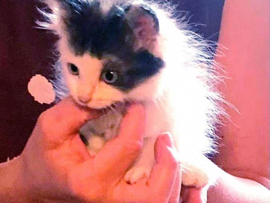 Котёнок Бука
