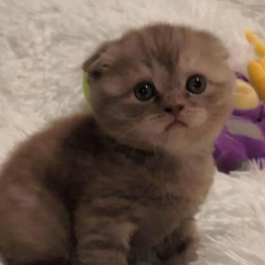 Шотландские котята