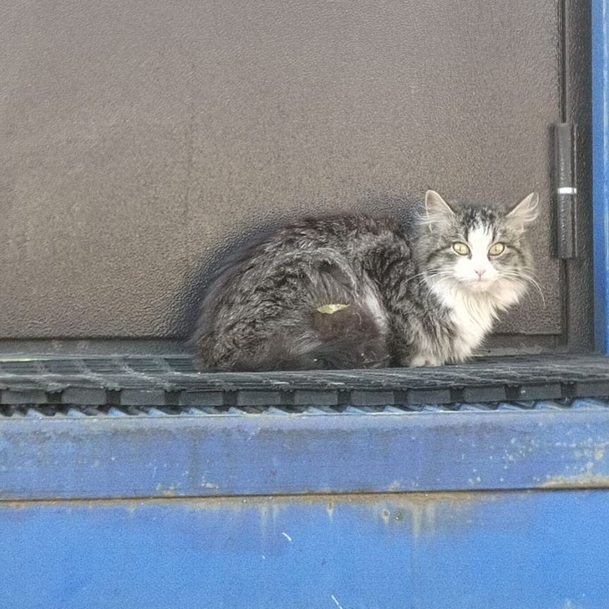 Котёнка подкинули, нужен дом