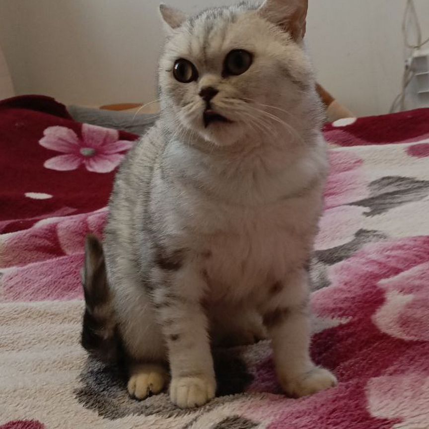 Шотландский прямоухий короткошёрстный, взрослый кот