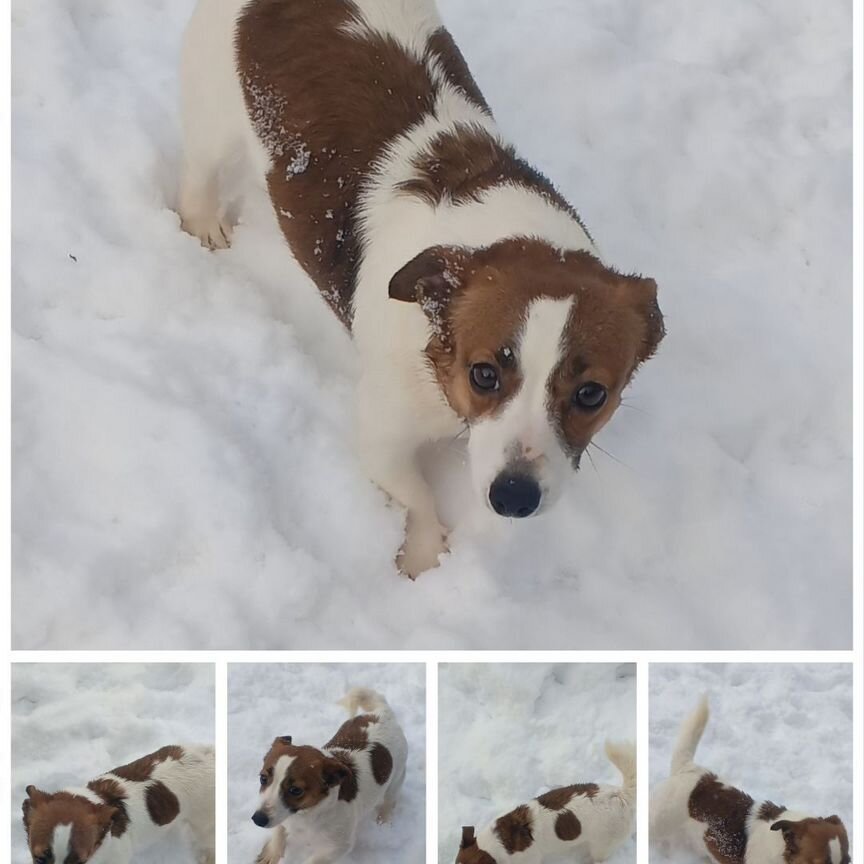 Джек рассел