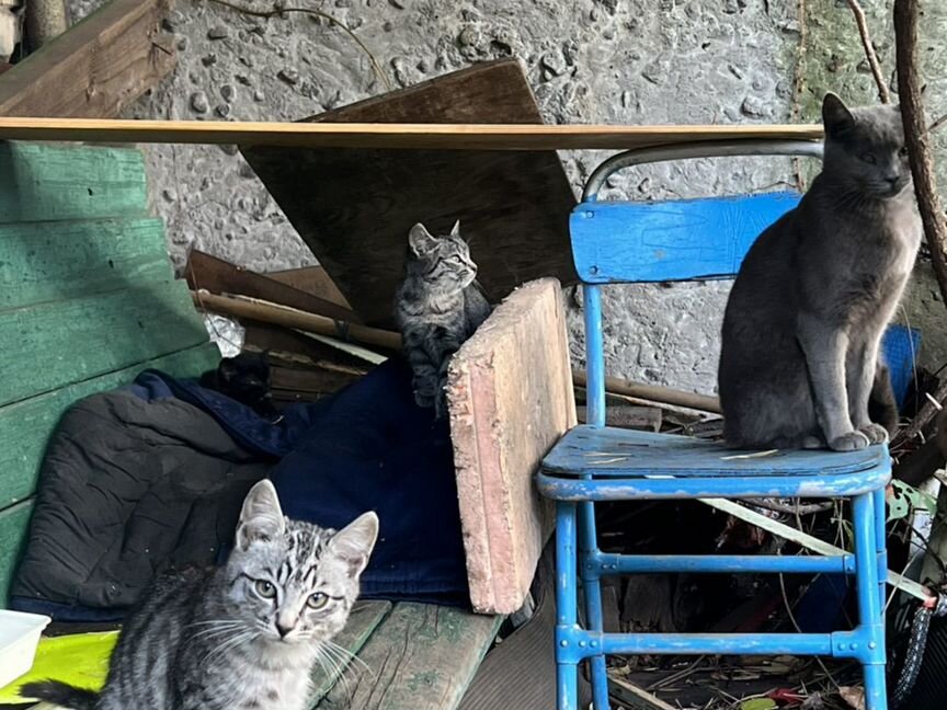 Котята в добрые руки даром бесплатно