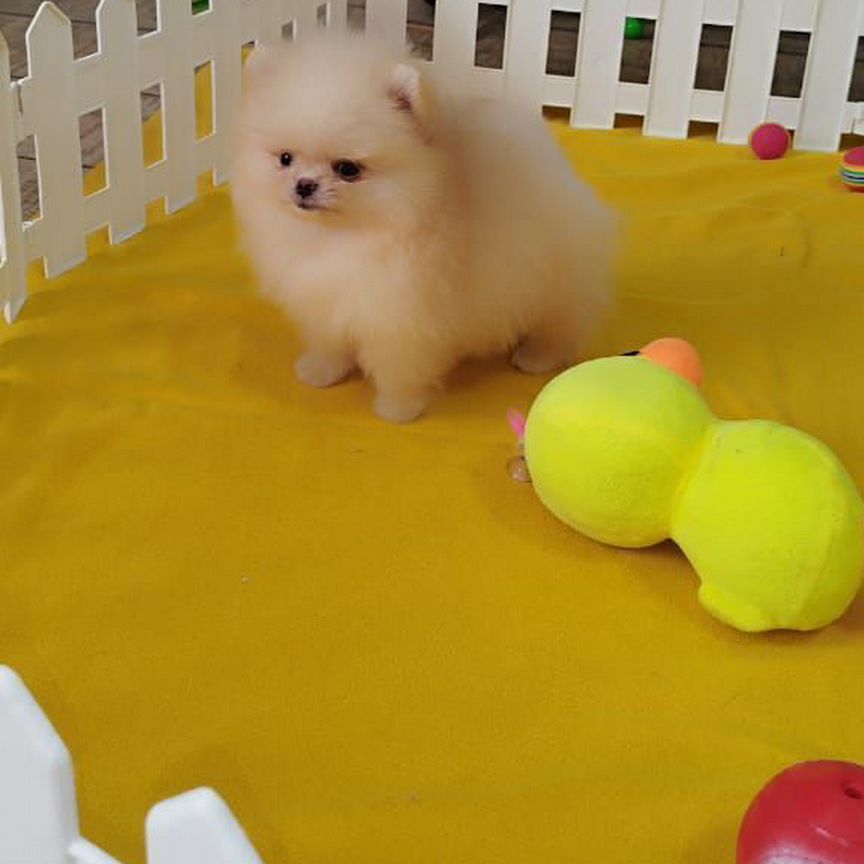 Померанский шпиц, щенок