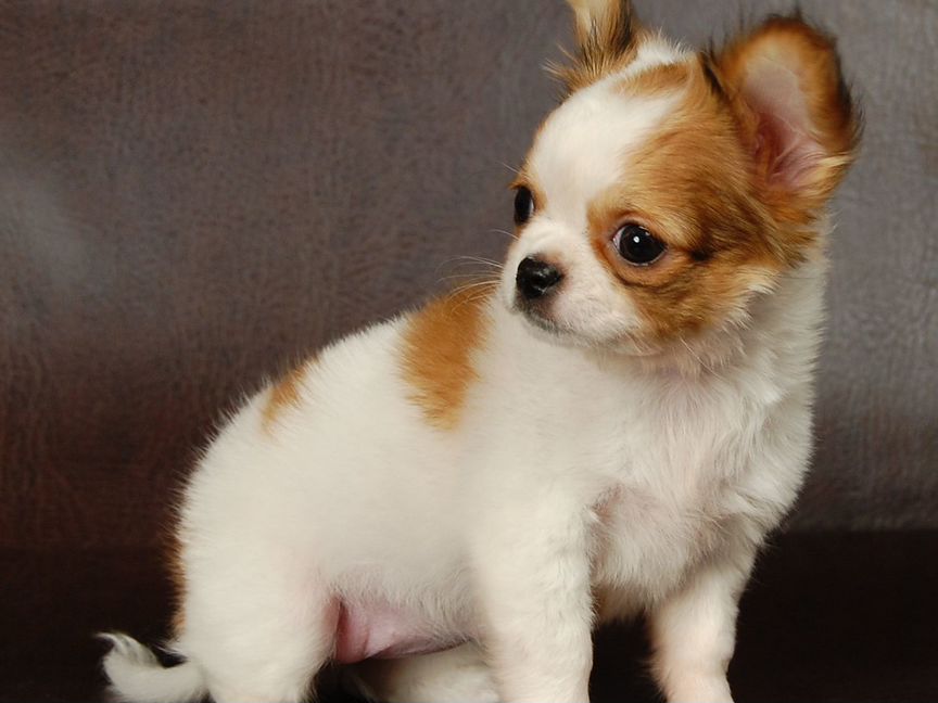 Девочка чихуахуа