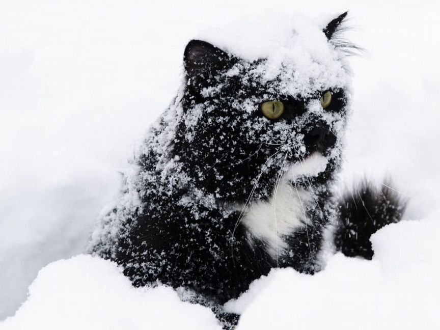 Кот в беде