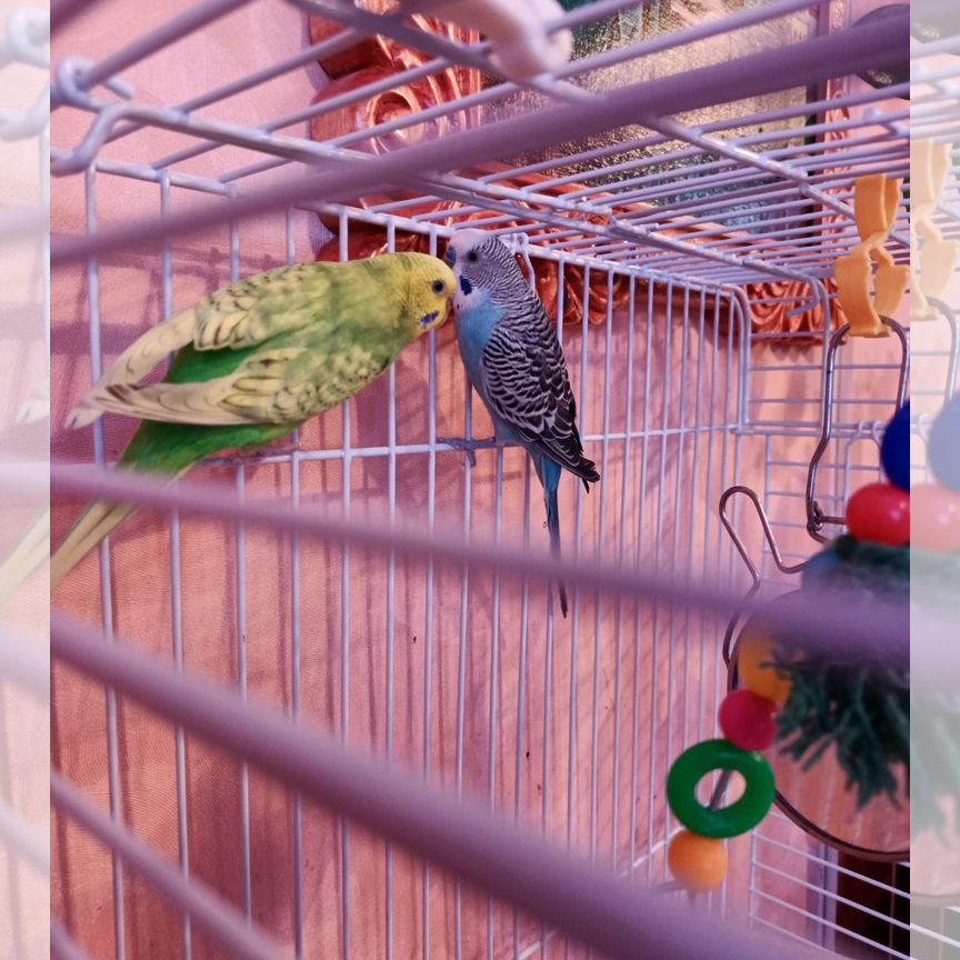 Волнистый попугай с клеткой