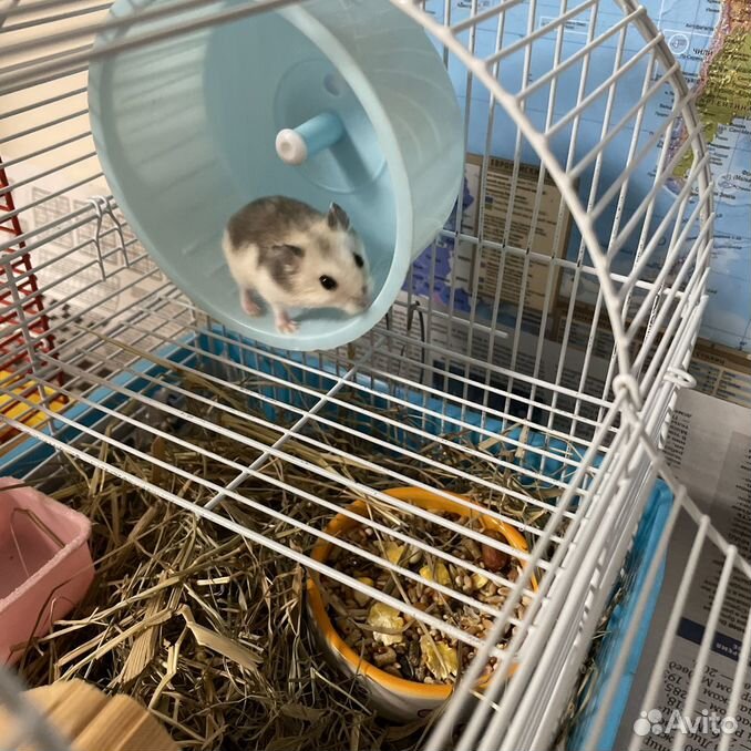 Отдадим в добрые руки хомяков джунгариков