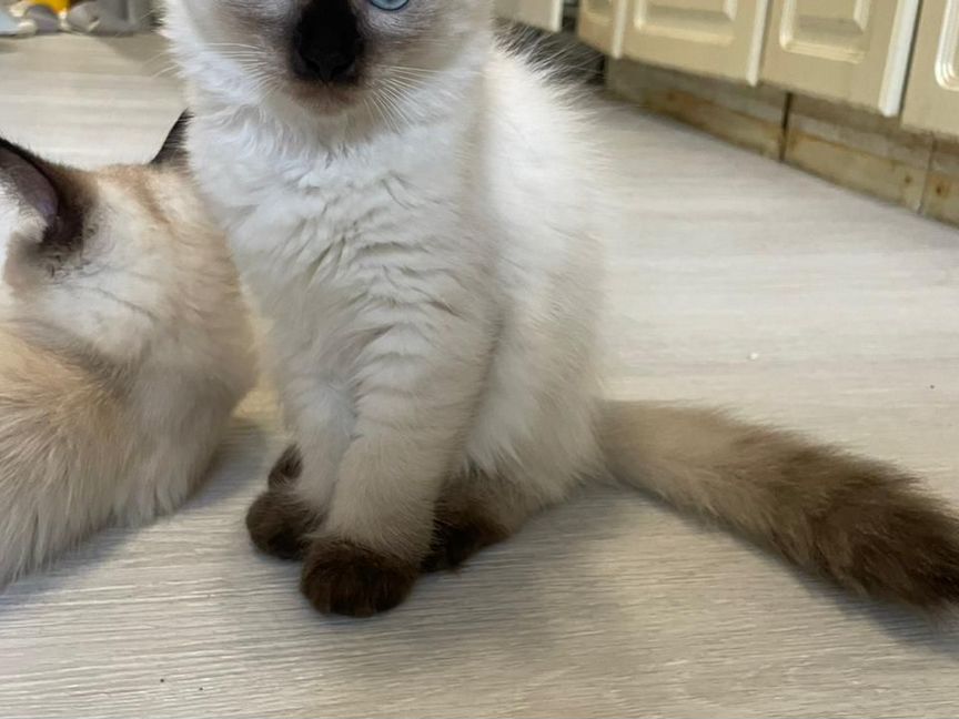 Котята породы невская маскарадная