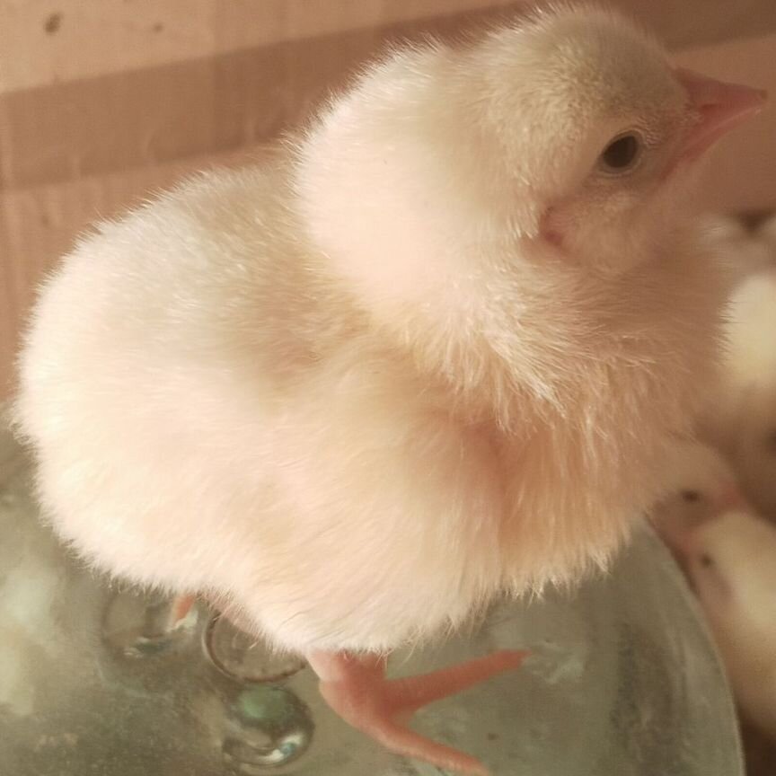 Цыплята бройлеры кобб 500