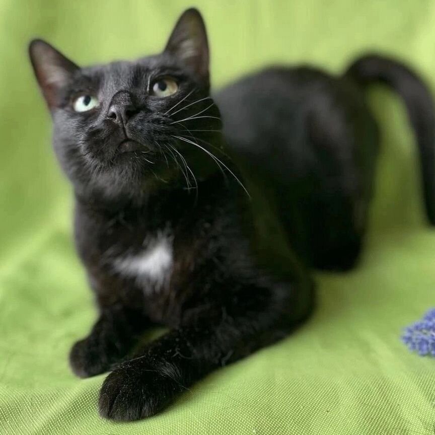 Нежная спокойная кошечка Чернушка ищет дом
