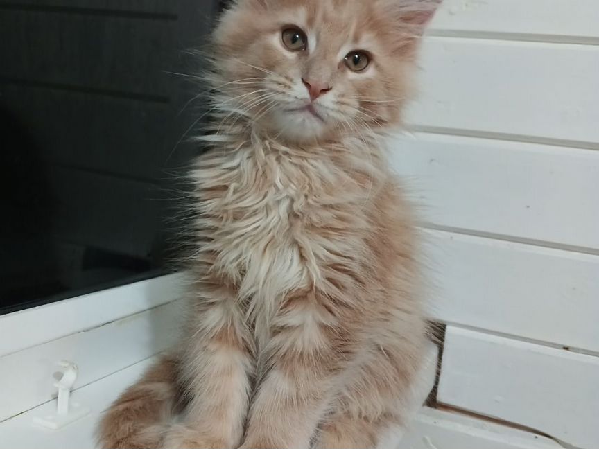 Кот Мирон