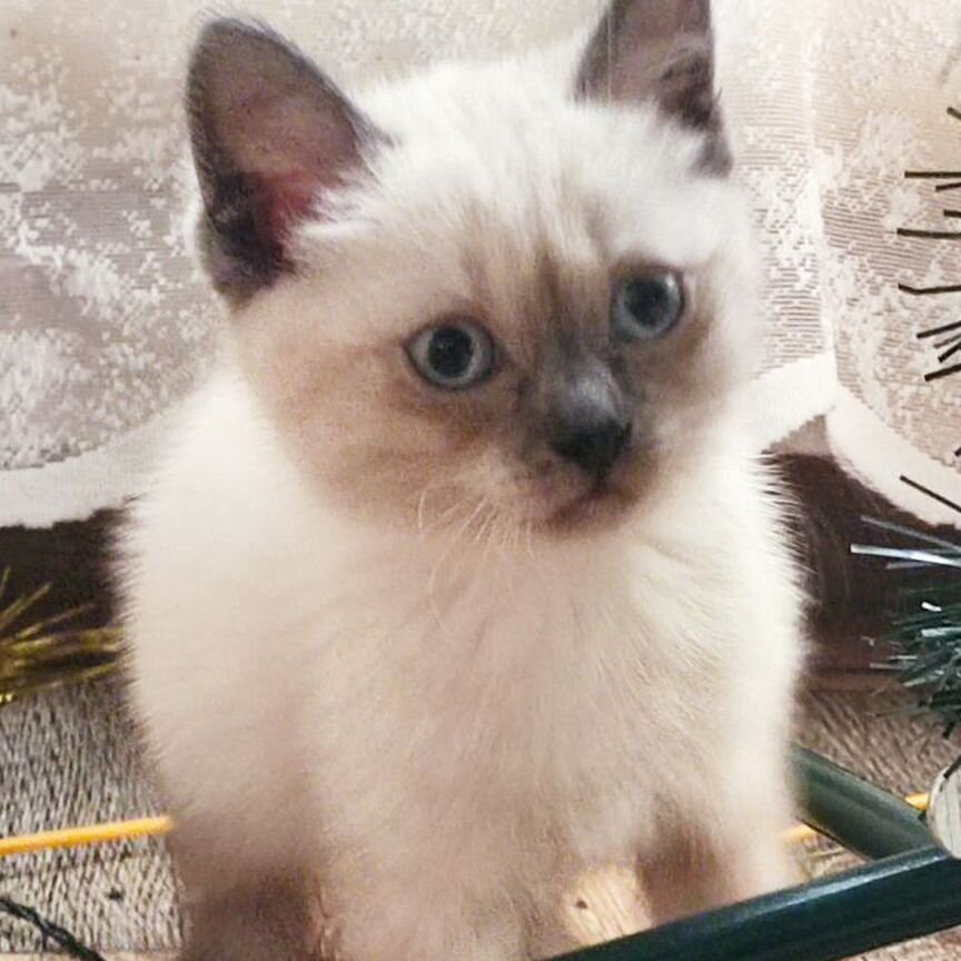 Сиамский котёнок