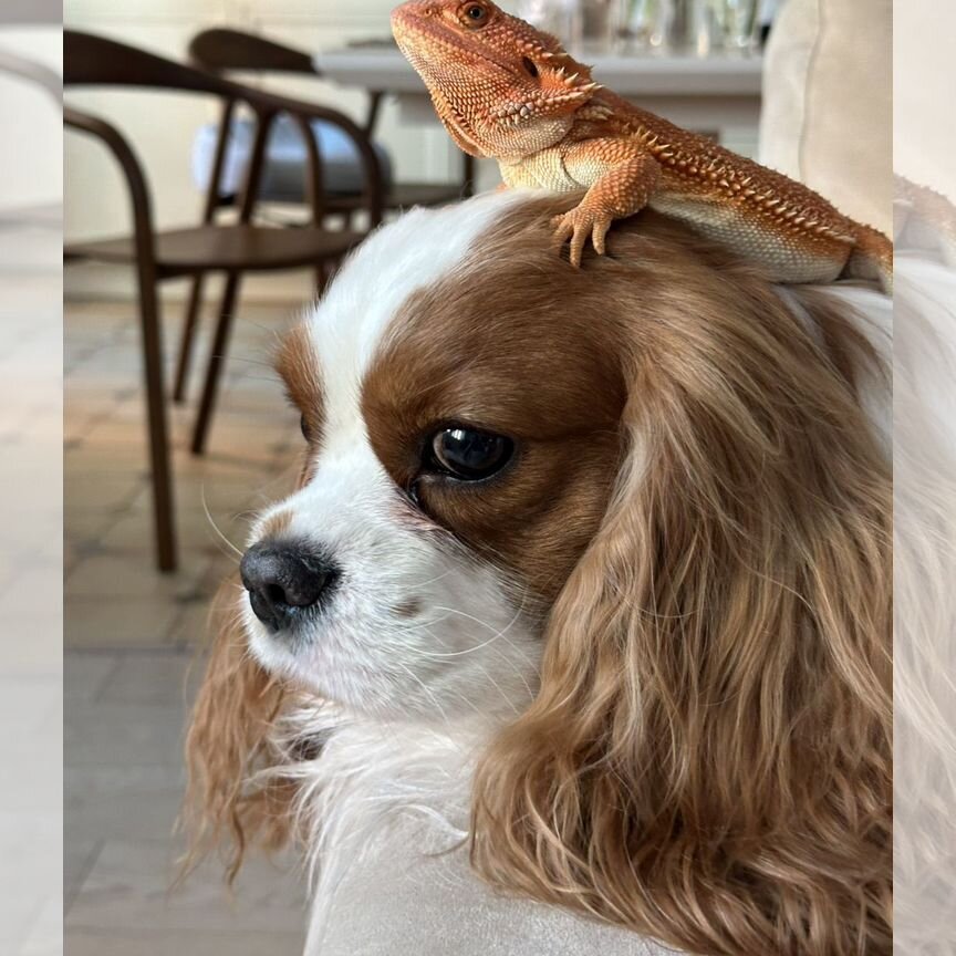 Кавалер кинг-чарльз-спаниель, вязка