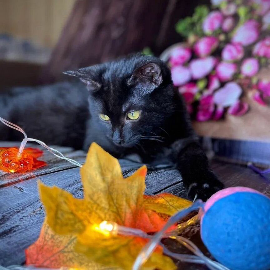 Котёнок Соня в добрые руки