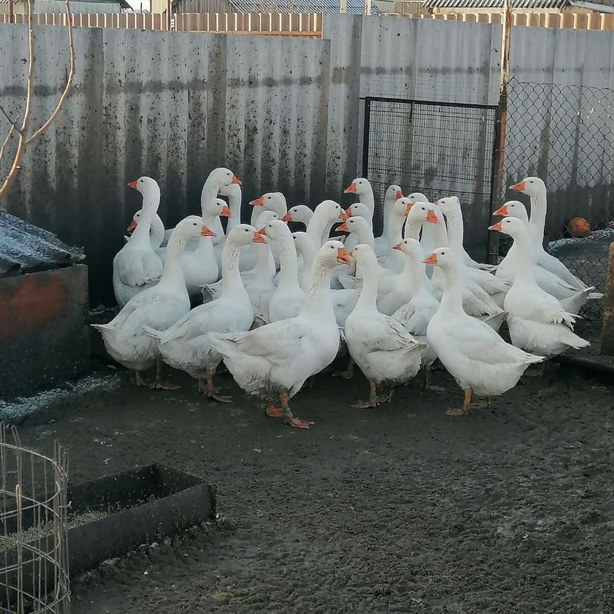 Гуси мамуты