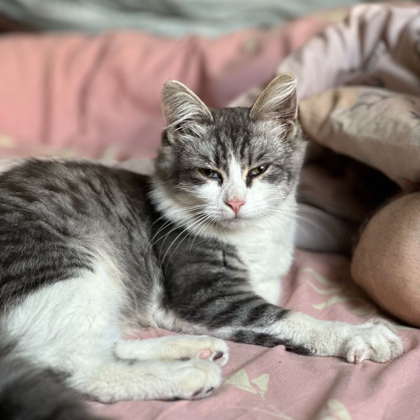 Отдам кошку в добрые руки