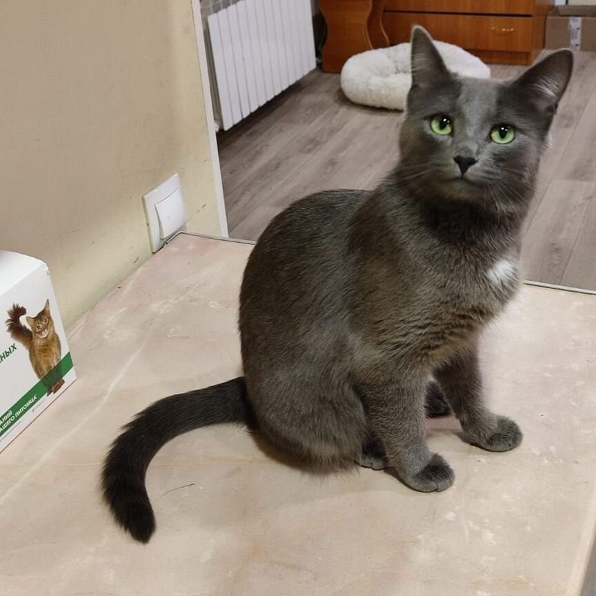 Кошка. Ласка