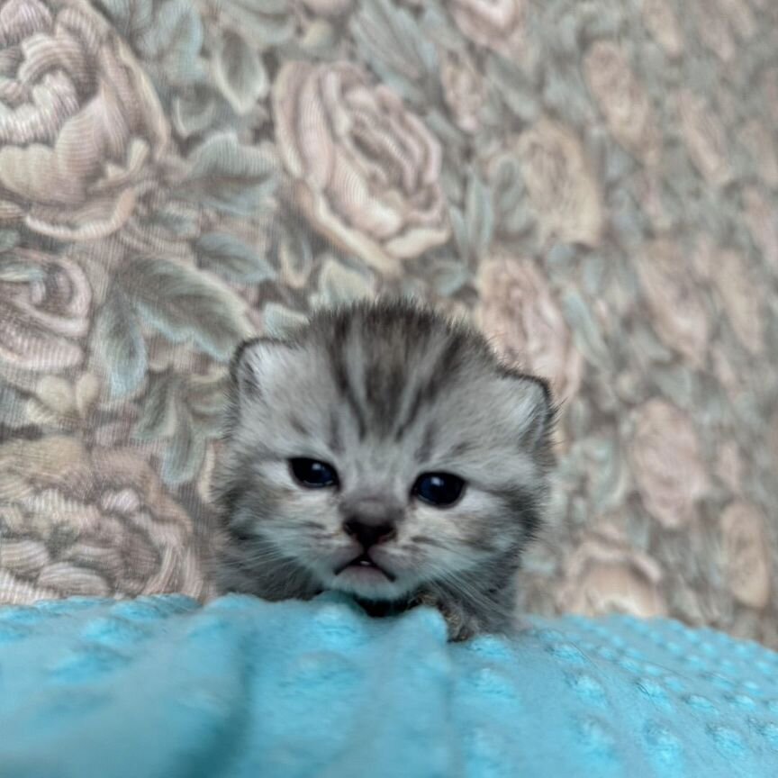 Шотландские котята