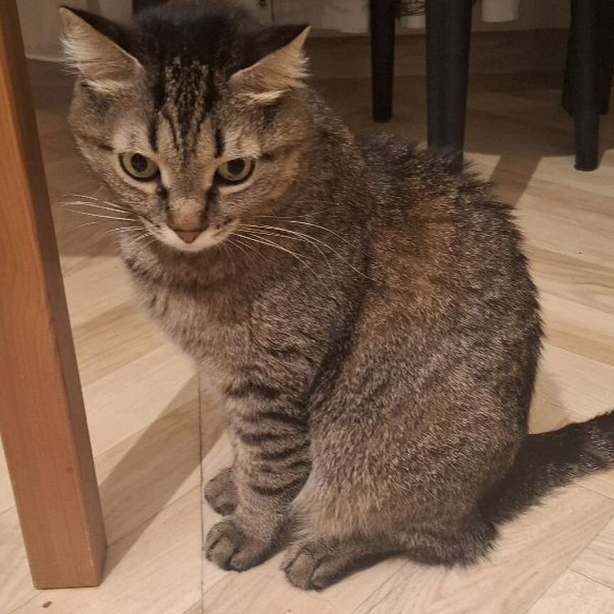 Взрослый кот в добрые руки