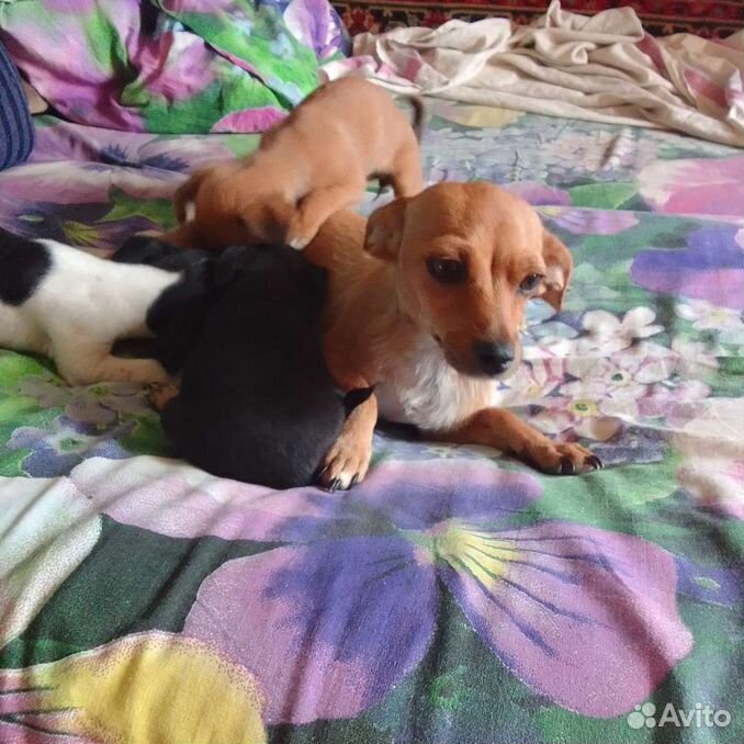 Щенки карликового пинчера