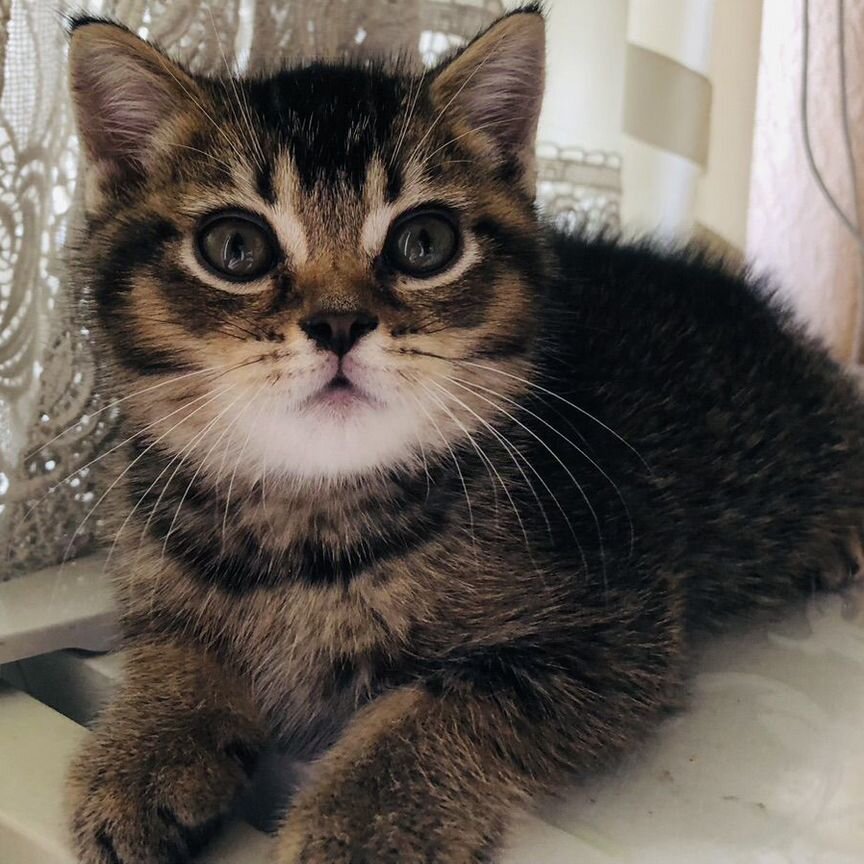 Британский короткошёрстный котёнок