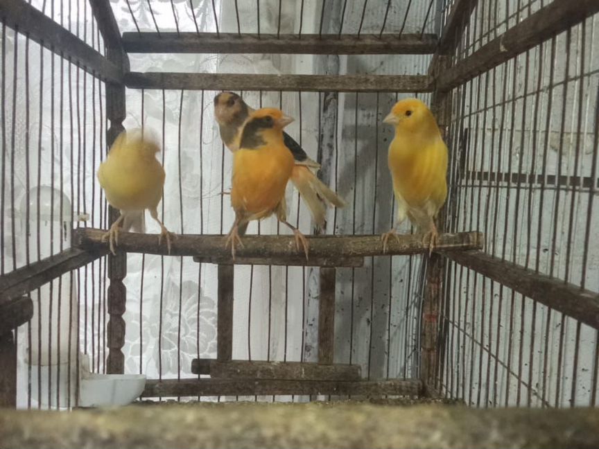 Кенара и канарейки