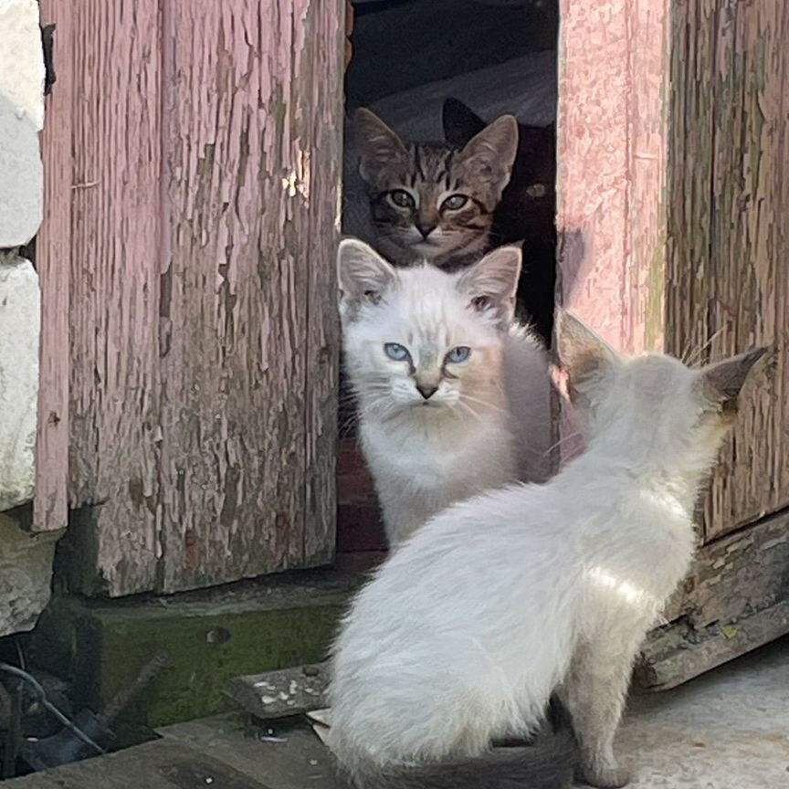 Котята в добрые руки даром