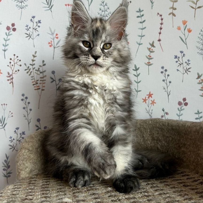 Мейн-кун котёнок