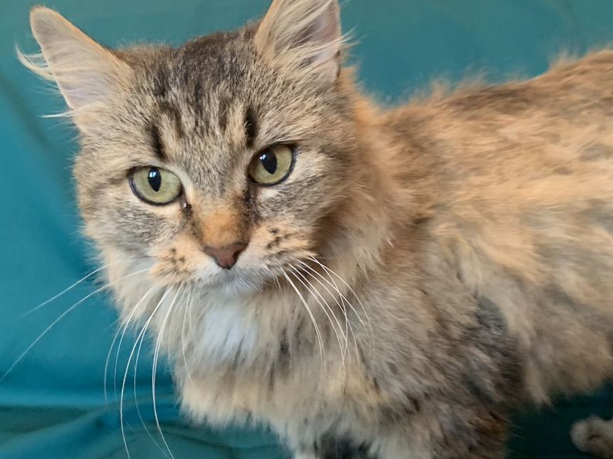 Потрясающая кошечка