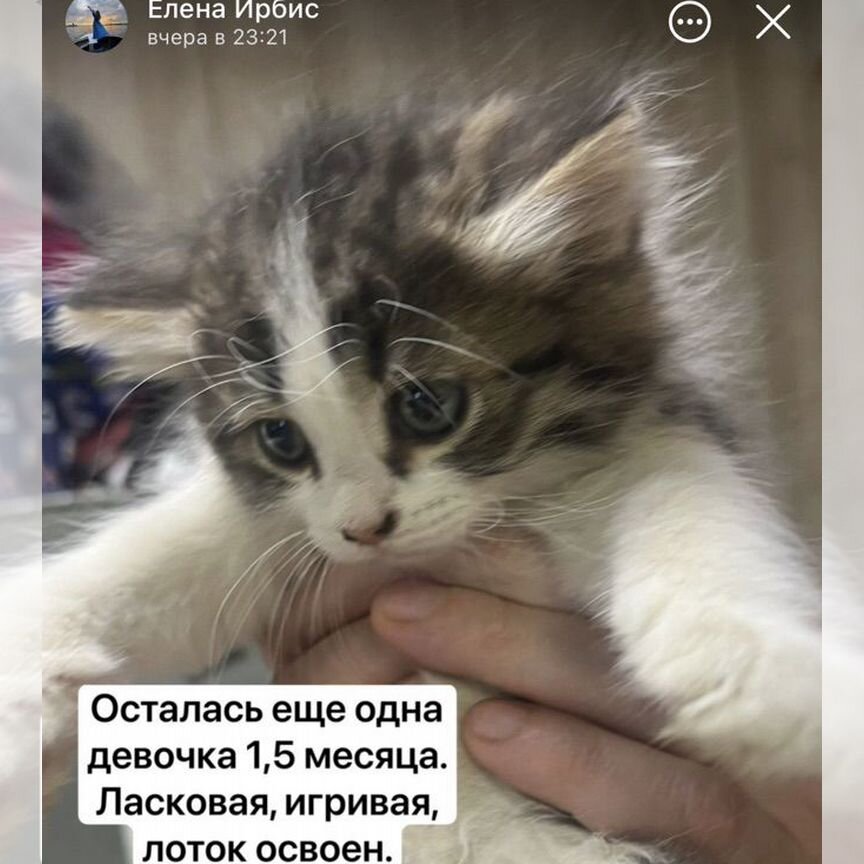 Котёнок в добрые руки
