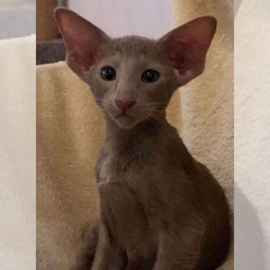 Ориентальный котёнок