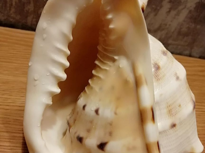 Ракушка Кассис Корнута