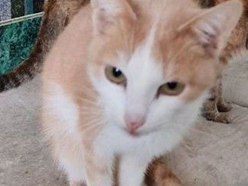 Котенок 4-5месяцев мальчик