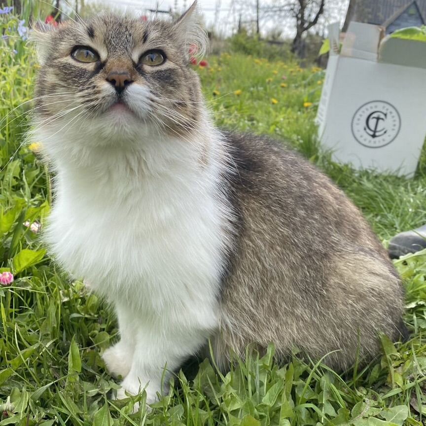 Кошечка ищет дом