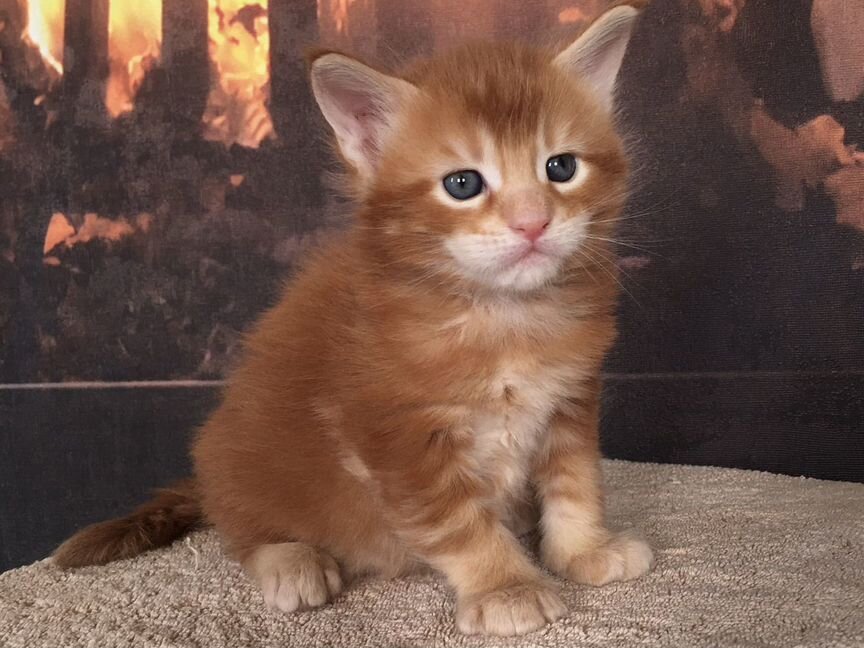 Мейн кунята котики