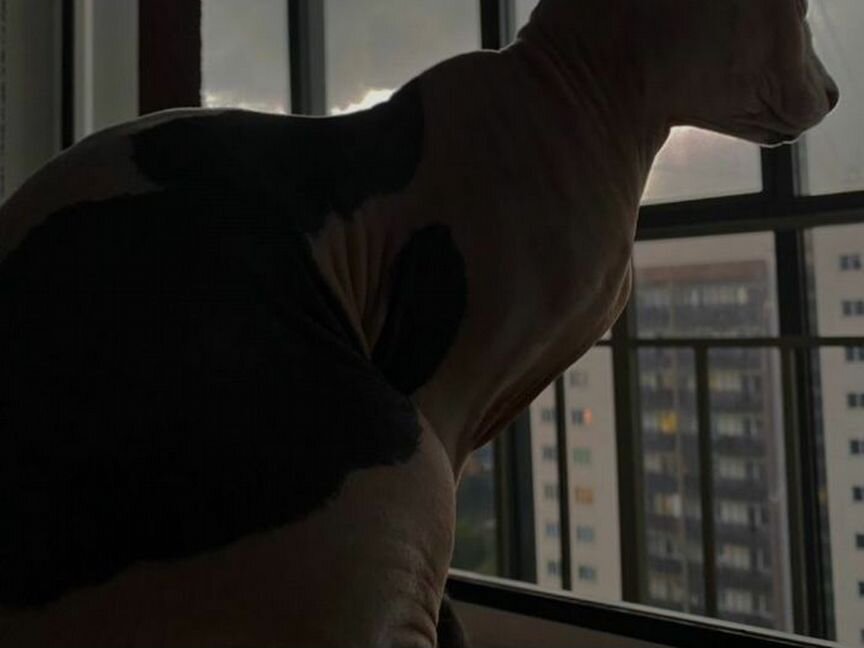 Канадский сфинкс девочка