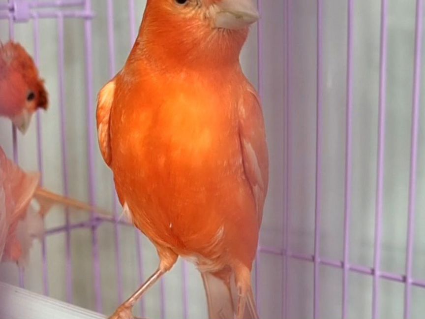 Канарейки самочки