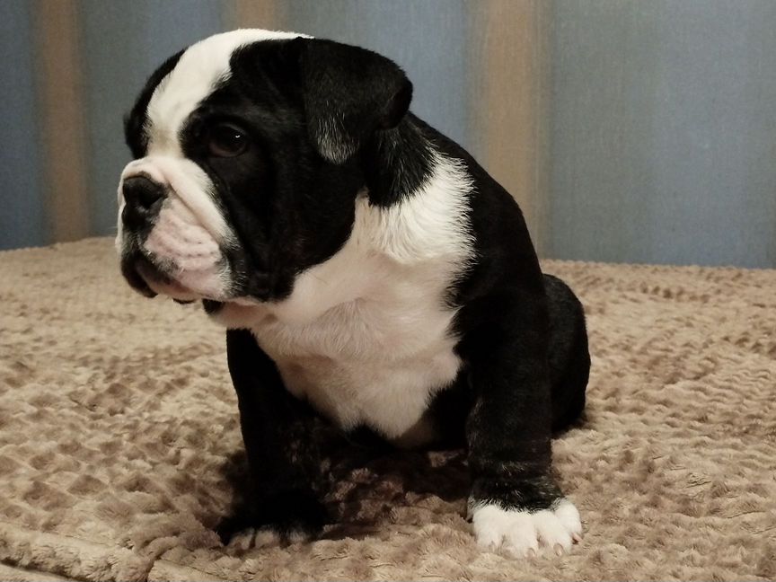 Английский бульдог