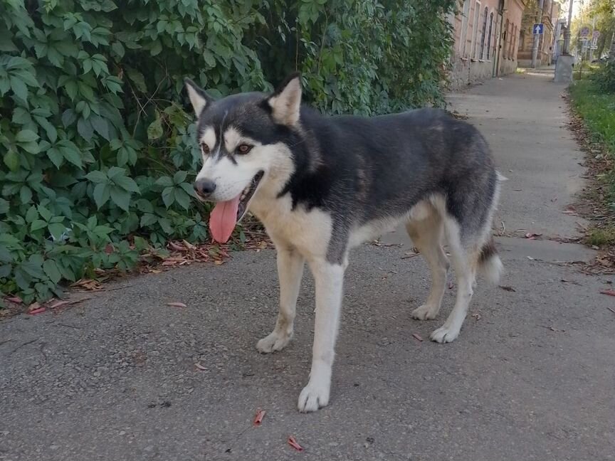 Найдена Сибирский хаски