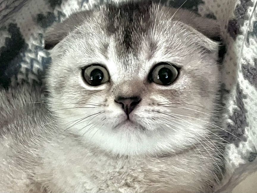 Шотландская шиншилла серебристая скоттиш фолд