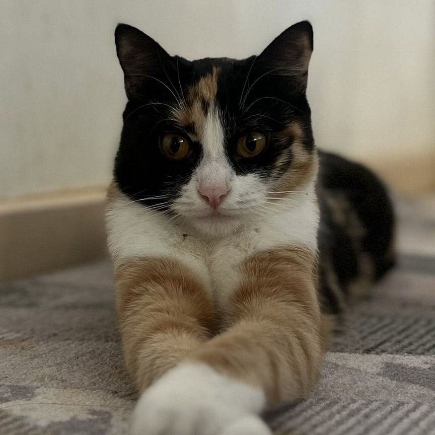 Котенок в добрые руки бесплатно