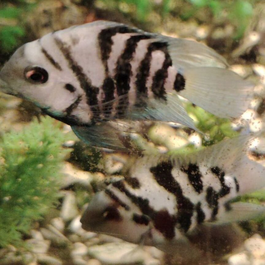 Продам рыбок сапфировый попугай