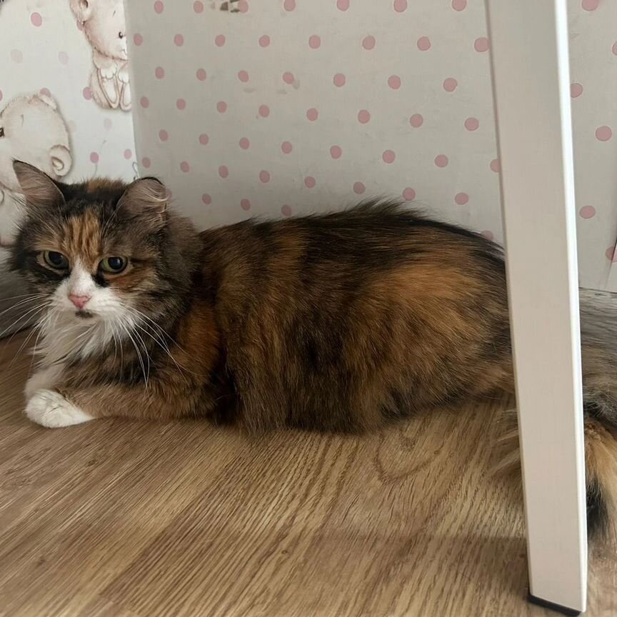 Кошечка в добрые руки