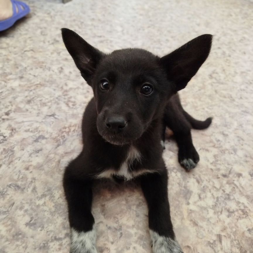 Щенок в добрые руки бесплатно